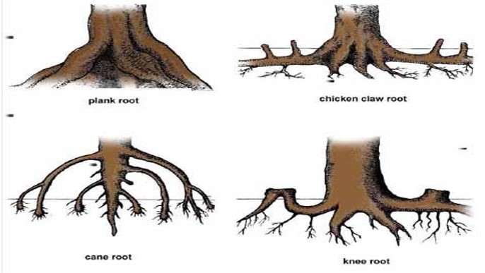 Mengenal Lebih Dalam Hutan Mangrove serta Dampak Kerusakan dan